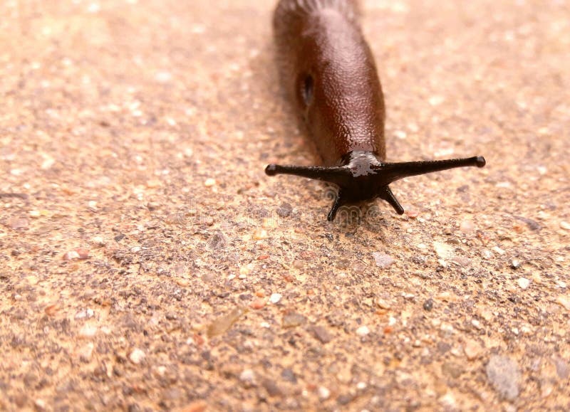 Slug on the road stock image. Image of unhurriedly, spot - 102432935
