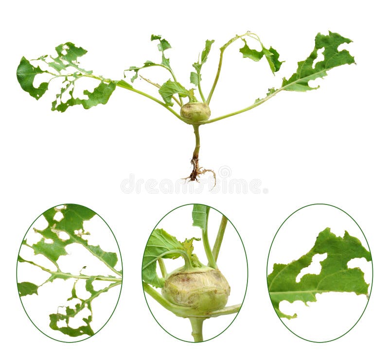 Slug Damage of Green Kohlrabi Stock Photo - Image of condition, damaged ...