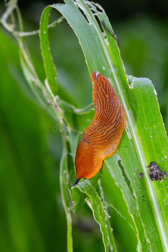 Slug damaging maize stock photo. Image of arion, defoliation - 322702466