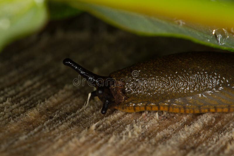 Slug with dews stock image. Image of dews, cows, crawl - 104519611