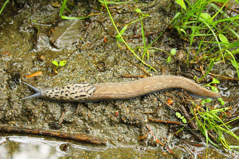 Slug Double Color Stock Photos - Free & Royalty-Free Stock Photos from ...
