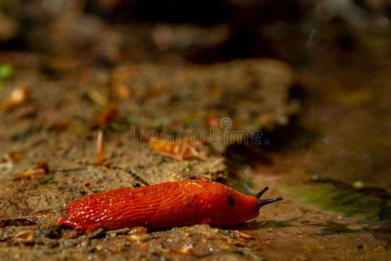 Slug stock image. Image of arion, animal, natural, slugs - 144357219