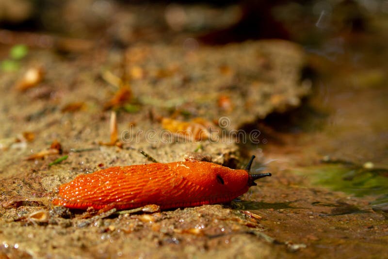 Slug stock image. Image of food, invasion, slugs, macro - 144357221