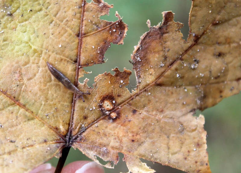 487 Baby Slug Stock Photos - Free & Royalty-Free Stock Photos from ...