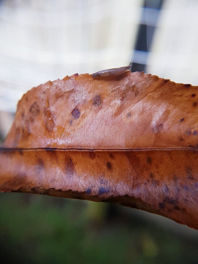 Slug on dry leaf stock photo. Image of slug, garden - 222729188