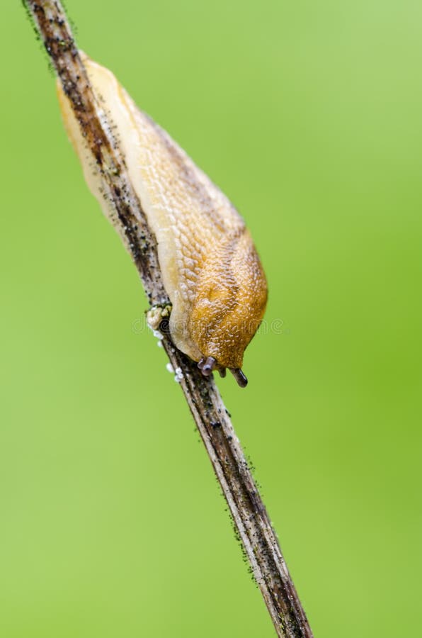 Slug stock image. Image of animal, beautiful, slug, macro - 95335493