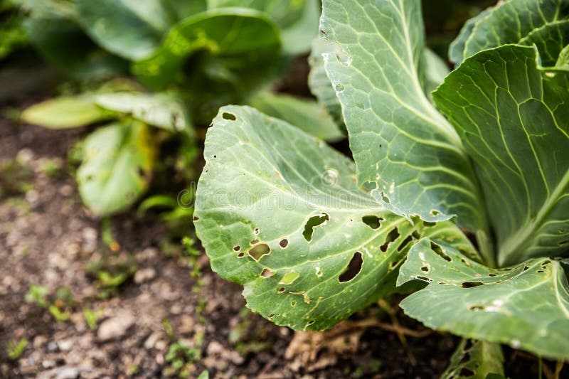 Slug-eaten Cabbage in Your Own Garden Stock Photo - Image of pest ...