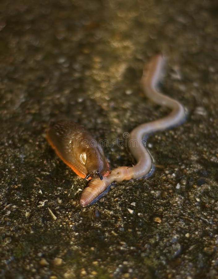 Slug eating earthworm stock photo. Image of evening, gastropod - 9422082