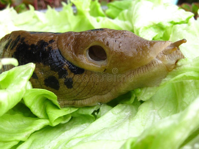 Slug stock image. Image of closeup, slug, macro, snail - 10959641