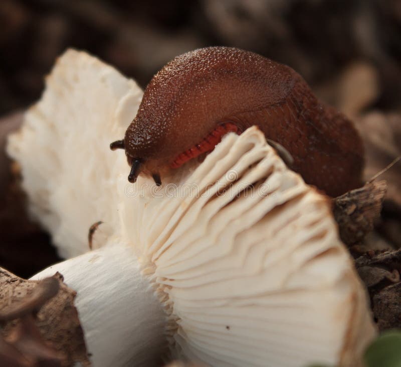 Slug Eating a Russula in the Forest Stock Image - Image of slug, eating ...