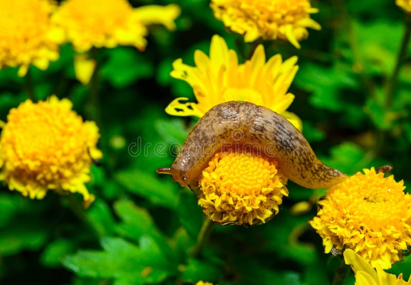 A Slug Eats Petals of a Yellow Chrysanthemum in the Garden, Ukraine ...