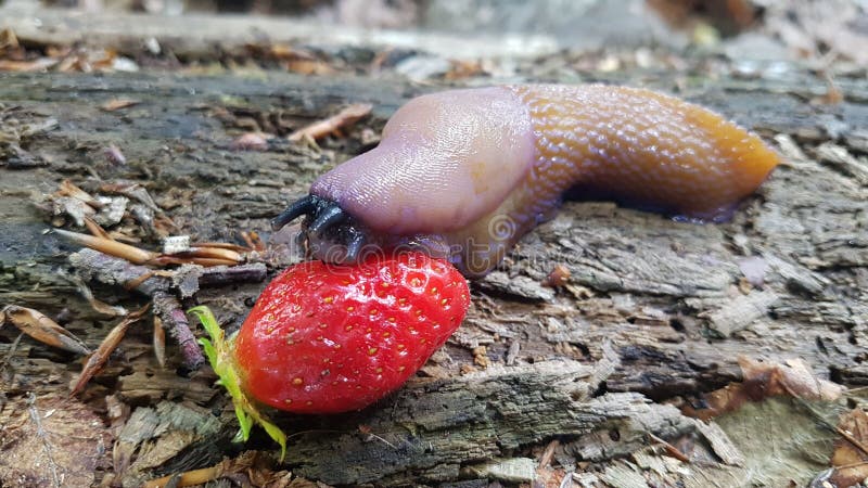 Slug Eats Red Strawberries Close-up Stock Image - Image of juicy, organic: 151614937