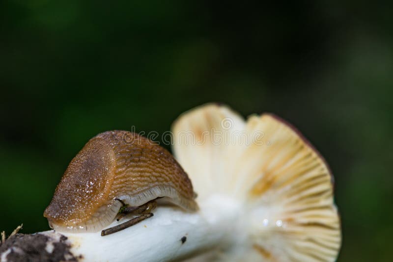 Slug En El Pie De Una Seta Del Bosque Foto de archivo - Imagen de ...