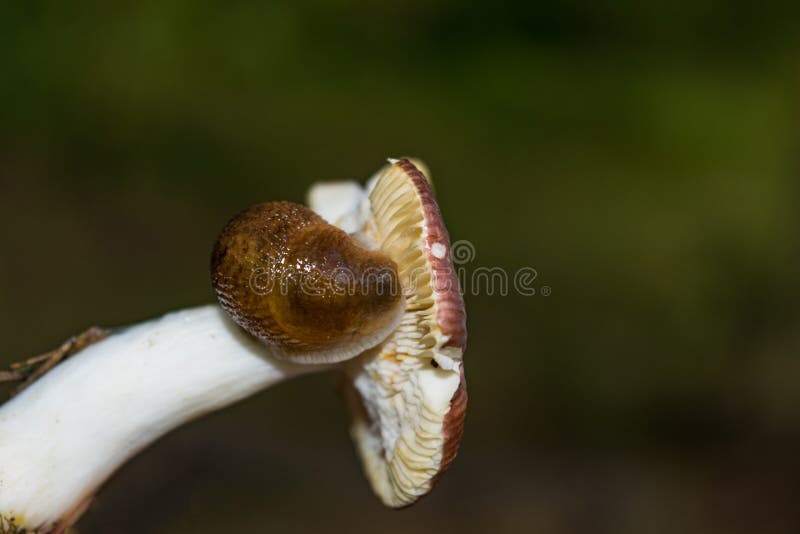 Slug En El Pie De Una Seta Del Bosque Imagen de archivo - Imagen de ...