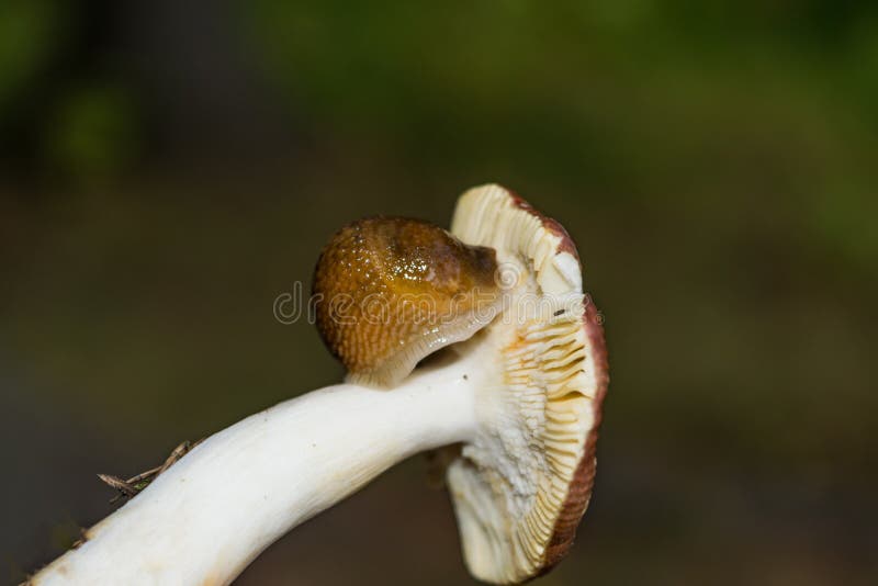 Slug En El Pie De Una Seta Del Bosque Foto de archivo - Imagen de fruta ...