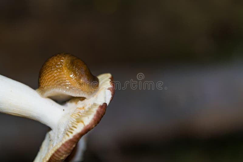 Slug En El Pie De Una Seta Del Bosque Imagen de archivo - Imagen de ...