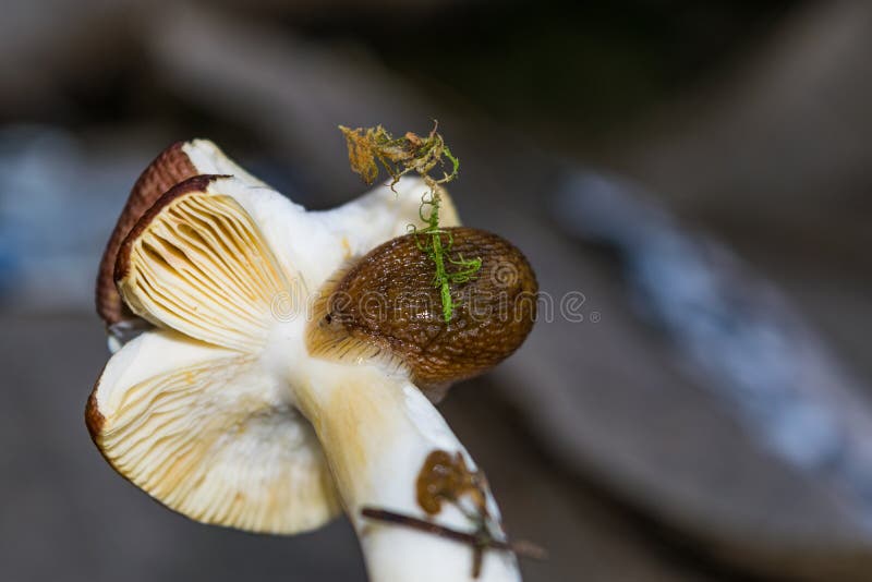 Slug En El Pie De Una Seta Del Bosque Imagen de archivo - Imagen de ...