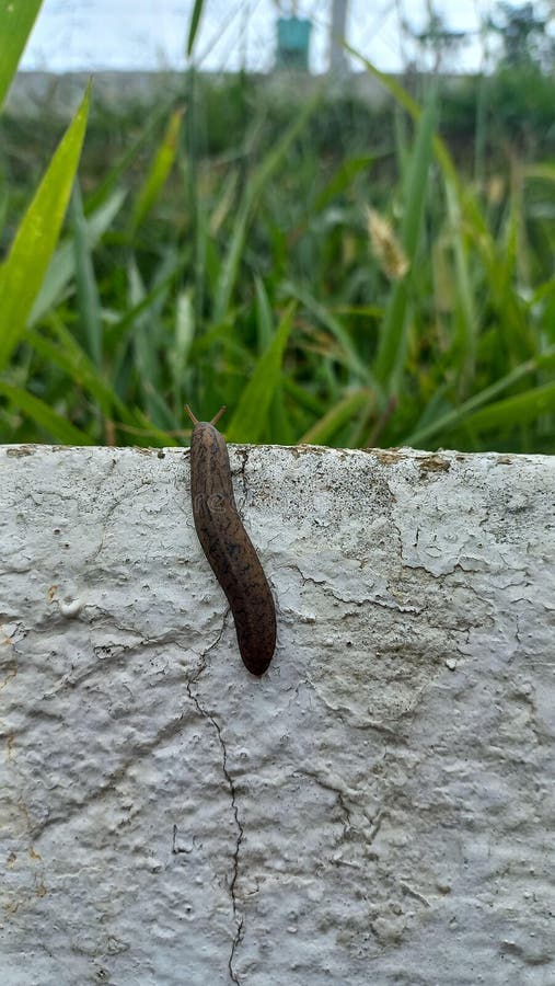 Slug Exploring Wall Stock Photos - Free & Royalty-Free Stock Photos ...