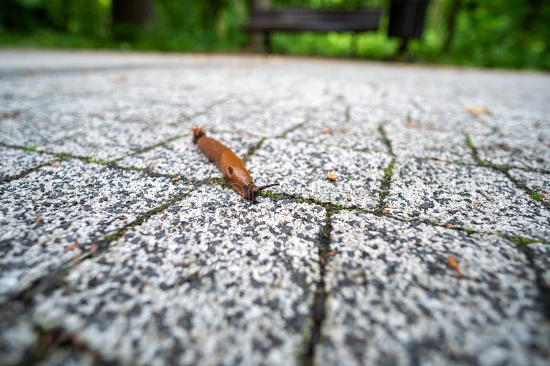 A Slug is Fast-forward on the Ground Atop a Sidewalk Surface Stock ...
