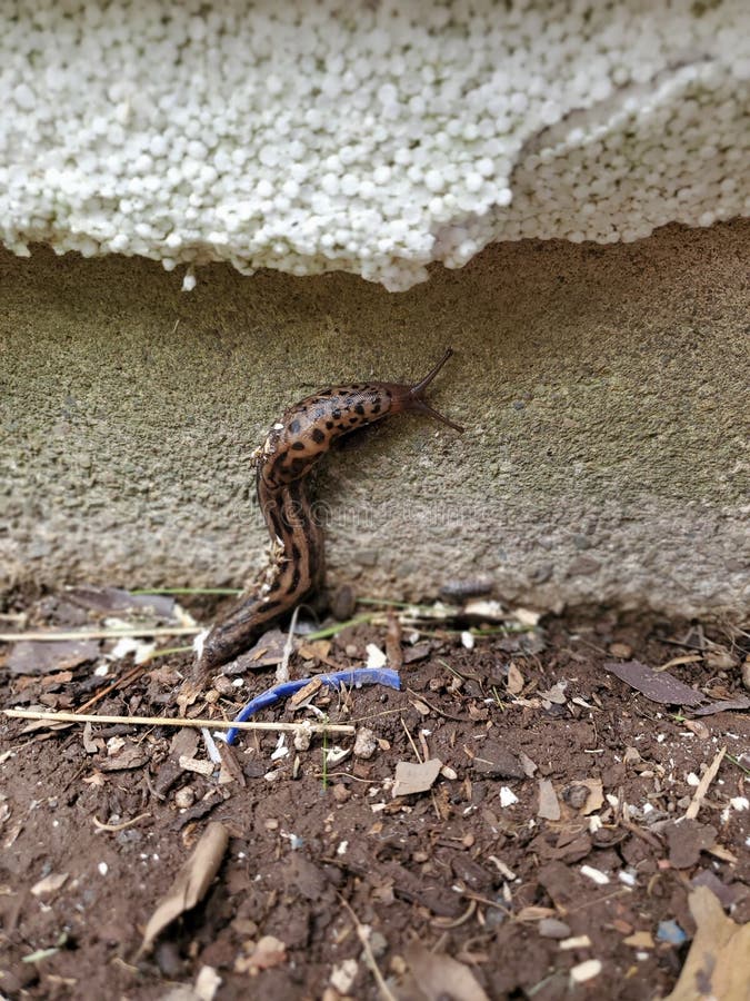 Slug fun stock photo. Image of dirt, striped, brown - 196364356
