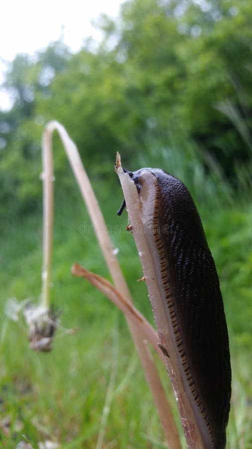Slug in garden stock photo. Image of detail, dandelion - 93685664