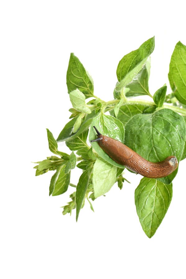 A Slug on the Garden Herbs Leaves Stock Image - Image of ingredient ...