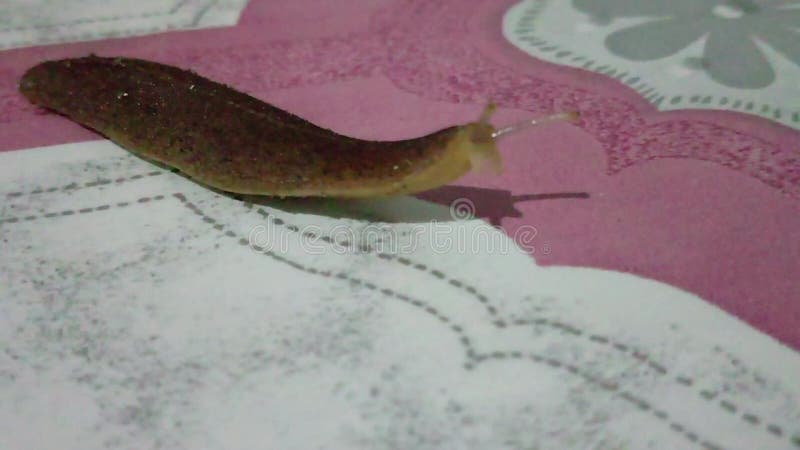 Slug, gastropod molluscs stock video. Video of slug - 309319859