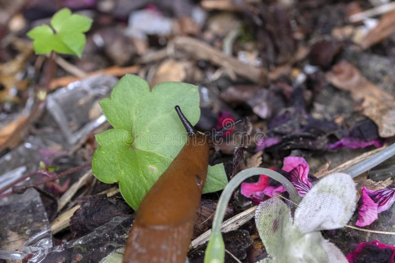 Slug Going through Trash at Amsterdam the Netherlands 22-7-2022 Stock ...