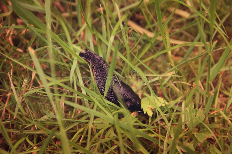 Slug in grass stock photo. Image of garden, pest, outdoor - 110981230