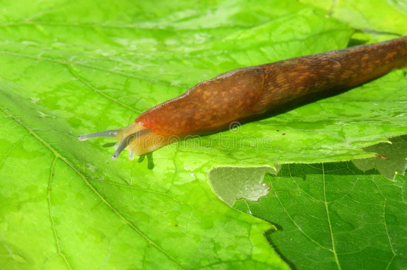 Slug on Green Leaves, Closeup Stock Photo - Image of leaves, collection ...