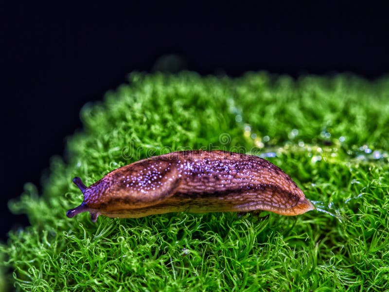 Slug stock image. Image of crustaken, green, slug, closeup - 82824853