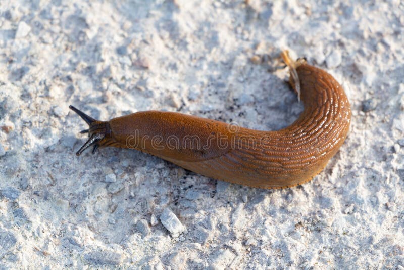 Slug on the ground stock image. Image of gastropod, mucus - 210797107