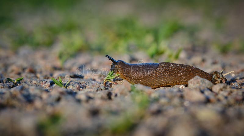 1,921 Slug Texture Stock Photos - Free & Royalty-Free Stock Photos from ...