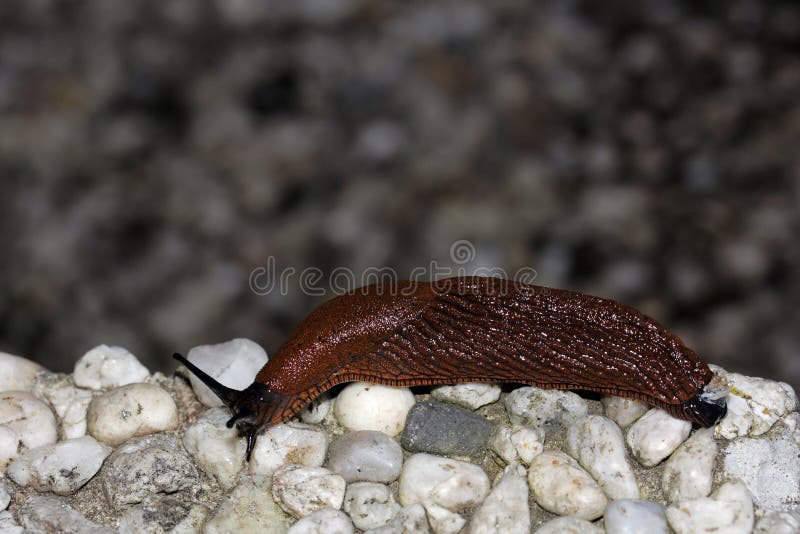 Slug is Happy To Moisture and Darkness Go Stock Image - Image of ...