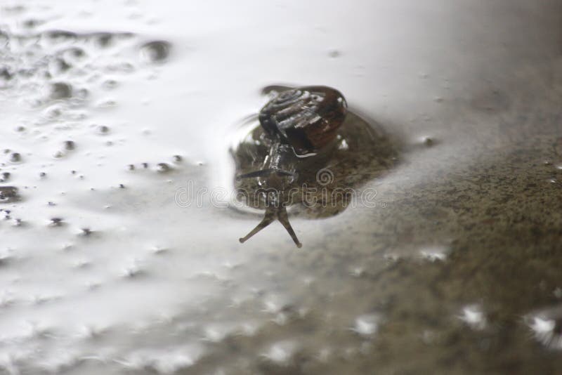 Slug stock photo. Image of nature, world, slug - 124801374