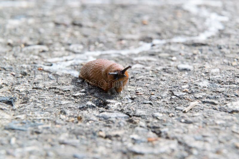 1,921 Slug Texture Stock Photos - Free & Royalty-Free Stock Photos from ...