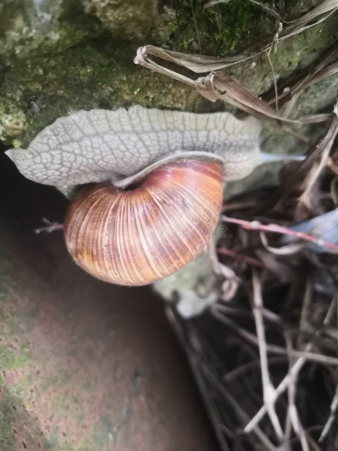 Slug and House stock photo. Image of fungus, animal - 248594256