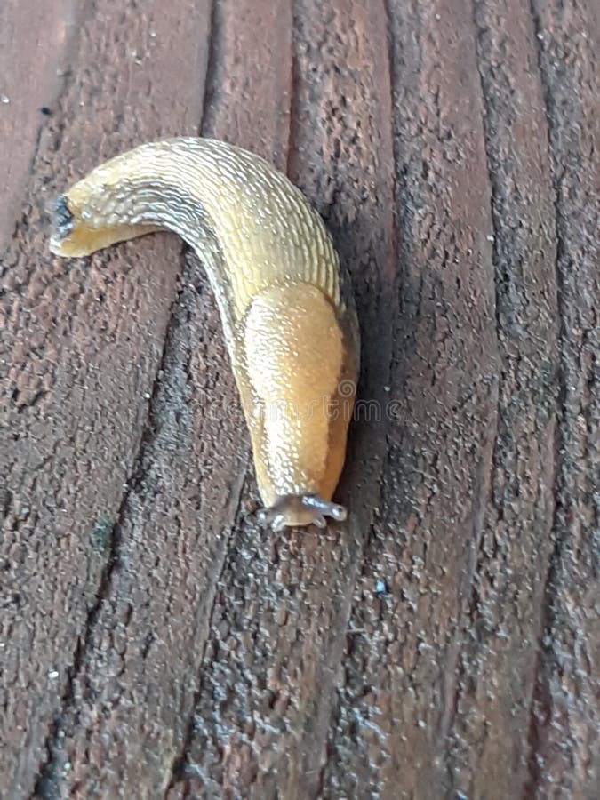 Slimy Slug Stock Images - Download 8,018 Royalty Free Photos