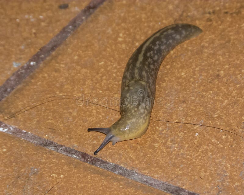 Slug inside home stock photo. Image of detail, slow - 144876306