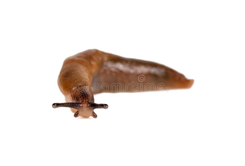 Slug isolated on white stock image. Image of snail, animal - 32044539