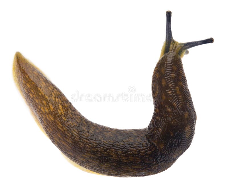 Slug Isolated on a White Background Close-up Stock Photo - Image of ...