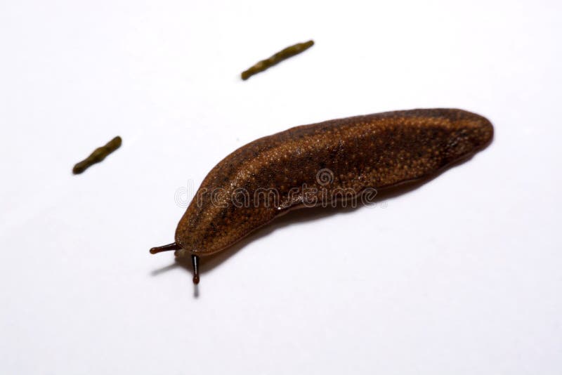Slug, or Land Slug, Common Name for Apparently Shell-less Terrestrial ...