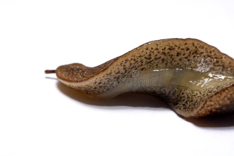919 Slug Land Slug Isolated White Background Stock Photos - Free ...