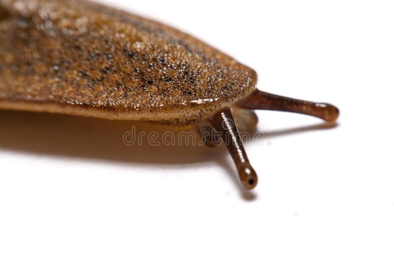 919 Slug Land Slug Isolated White Background Stock Photos - Free ...