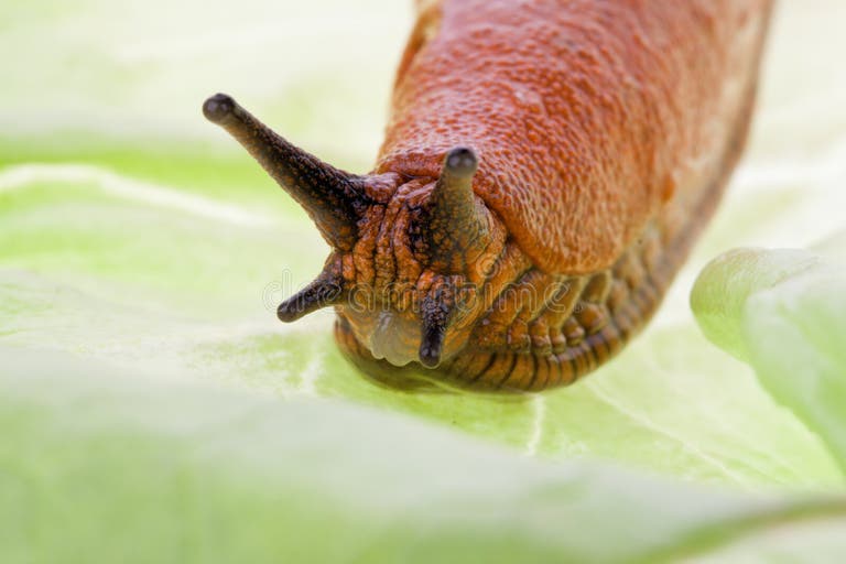 Slug on lettuce leaf stock photo. Image of plague, crawling - 15724370