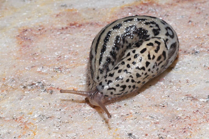 Slug stock image. Image of parks, stripe, hermaphrodite - 43802589