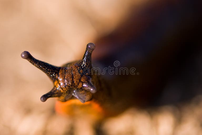 134 Unusual Slug Stock Photos - Free & Royalty-Free Stock Photos from ...