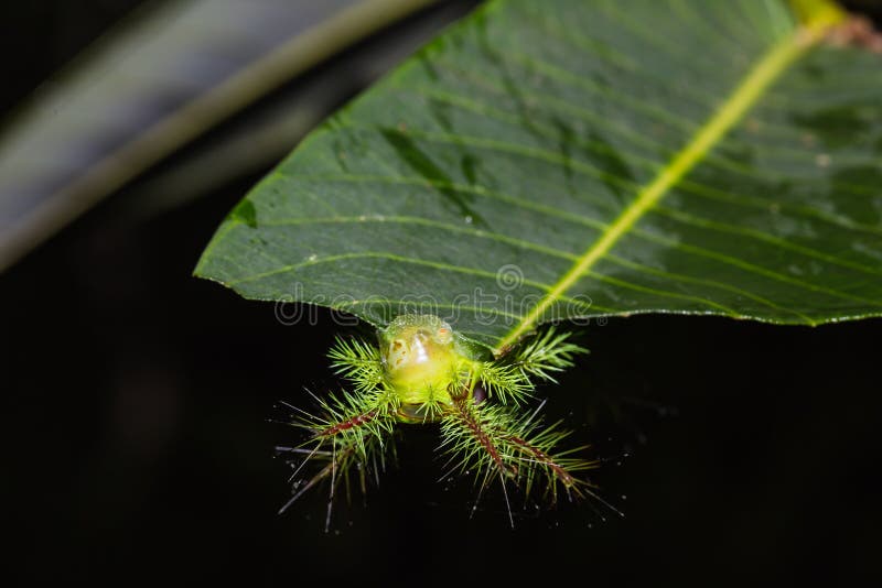 Slug moth caterpillar stock image. Image of phocoderma - 74220617