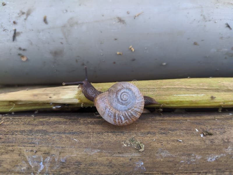 The Slug Moves by Means of a Single Thick Muscle that Functions As a ...