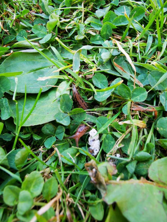 Slug Moving through the Clover Stock Image - Image of brown, patterned ...